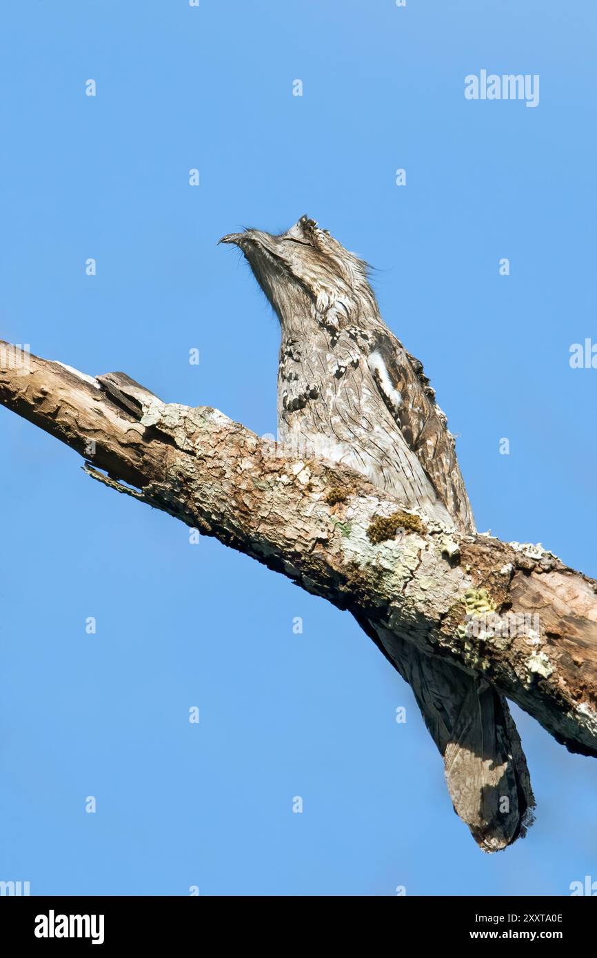 Northern potoo, Abbott's Potoo, Antillean Potoo, Common Potoo, Jamaican ...