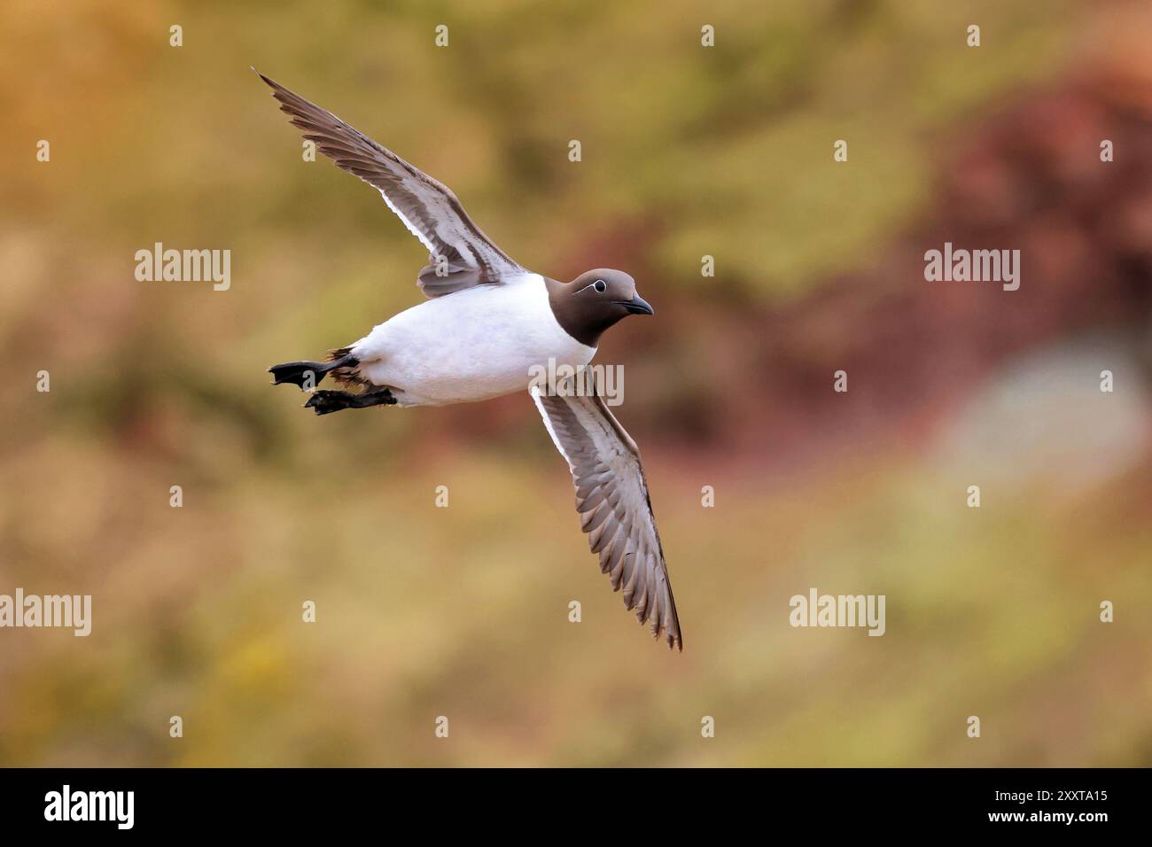 Brillenlumme hi-res stock photography and images - Alamy