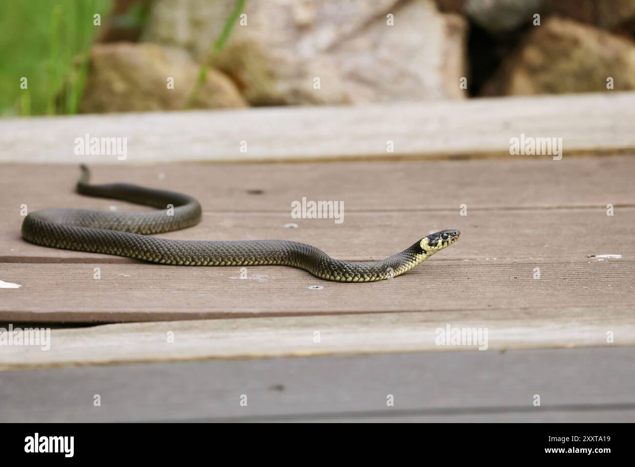 grass snake (Natrix natrix), at the garden pond on a footbridge, Germany, Mecklenburg-Western ...