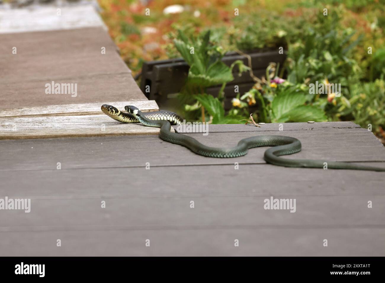 grass snake (Natrix natrix), at the garden pond on a footbridge, Germany, Mecklenburg-Western ...