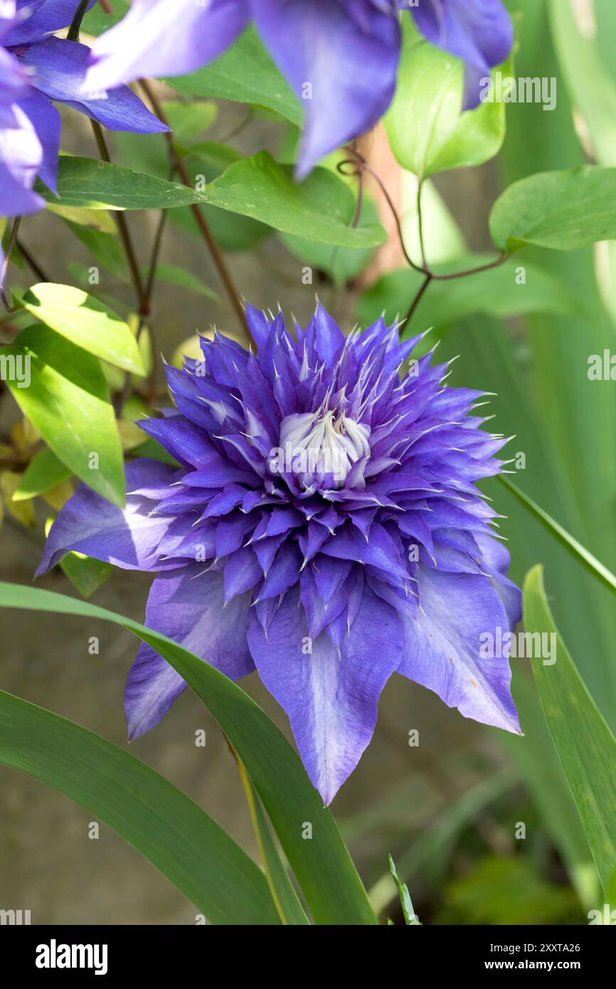 clematis, virgins-bower (Clematis 'Multi Blue', Clematis Multi Blue ...