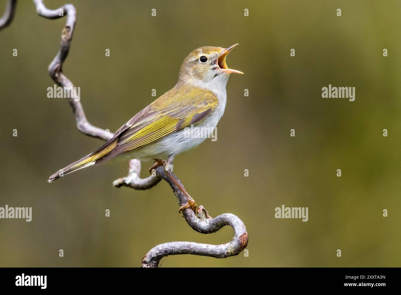 bonelli's warbler, western Bonelli's warbler (Phylloscopus bonelli ...