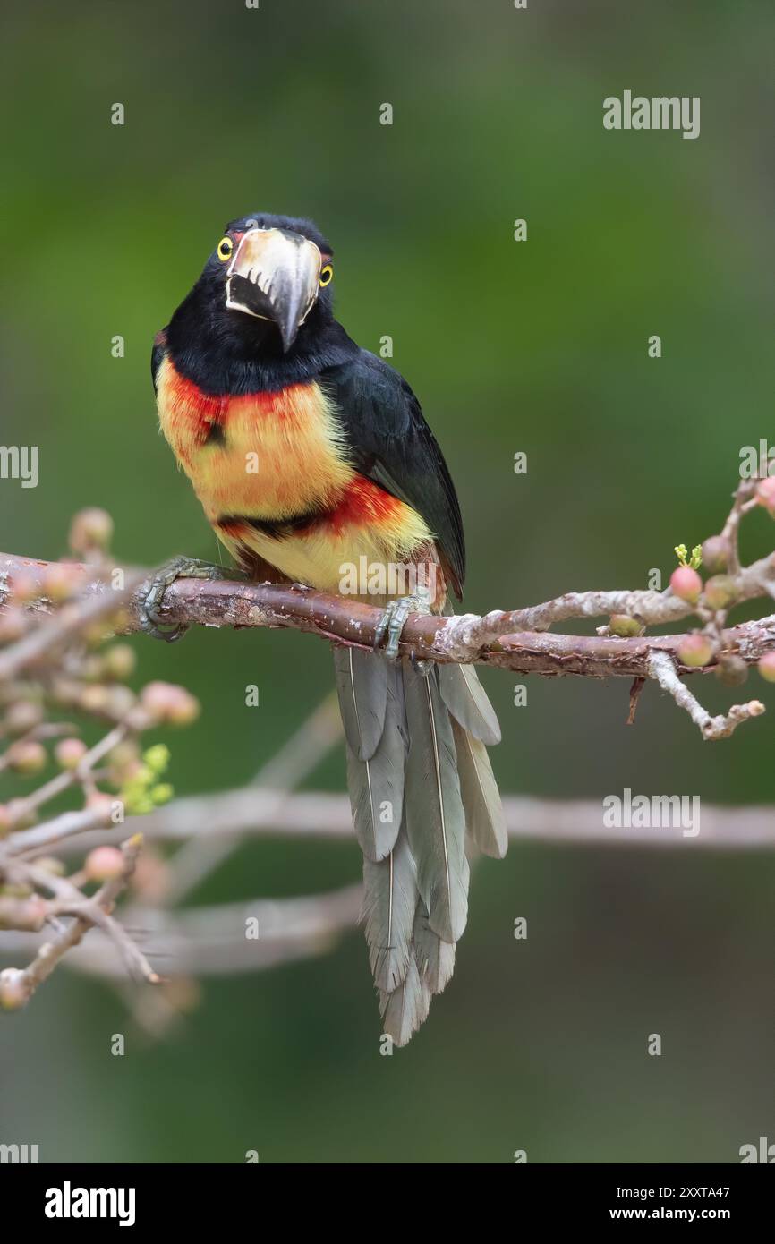 collared aracari (Pteroglossus torquatus), sitting on a branch in ...