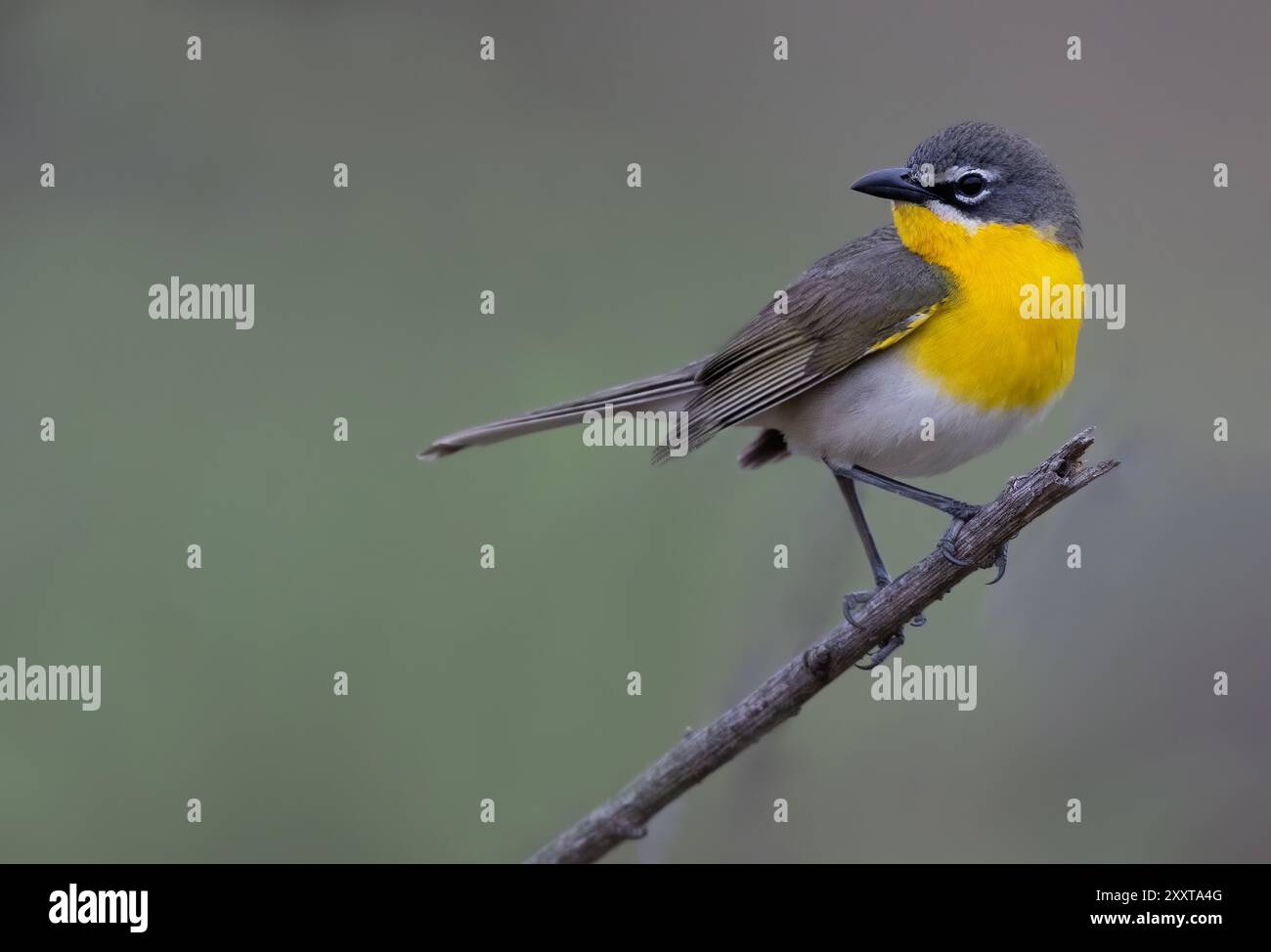 Yellow breasted chats hi-res stock photography and images - Alamy