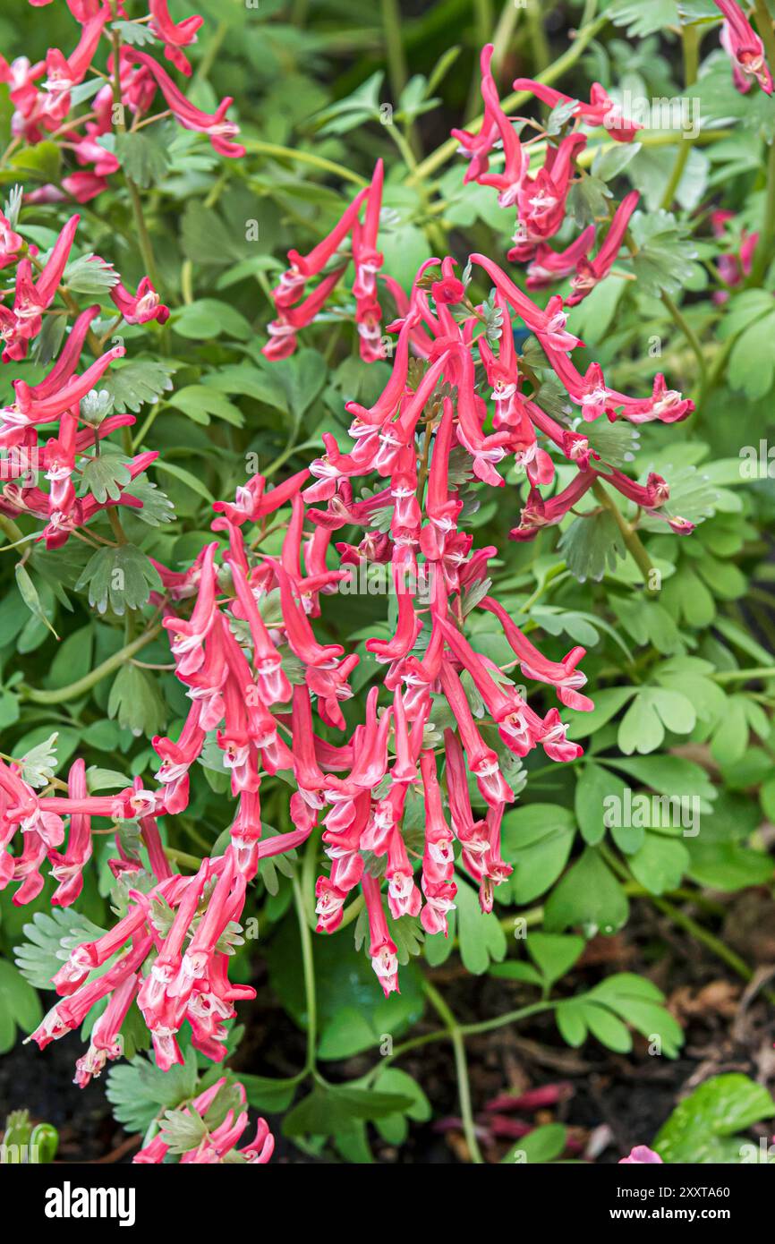 Solid-tubered corydalis, Bird in a Bush, Fumewort (Corydalis solida ...