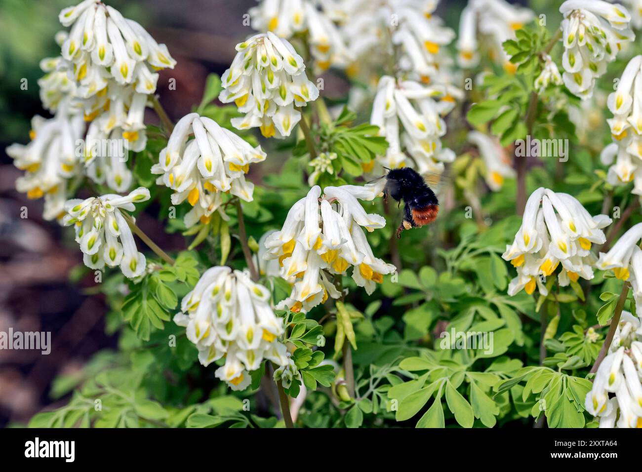 White corydalis pseudofumaria alba hi-res stock photography and images ...