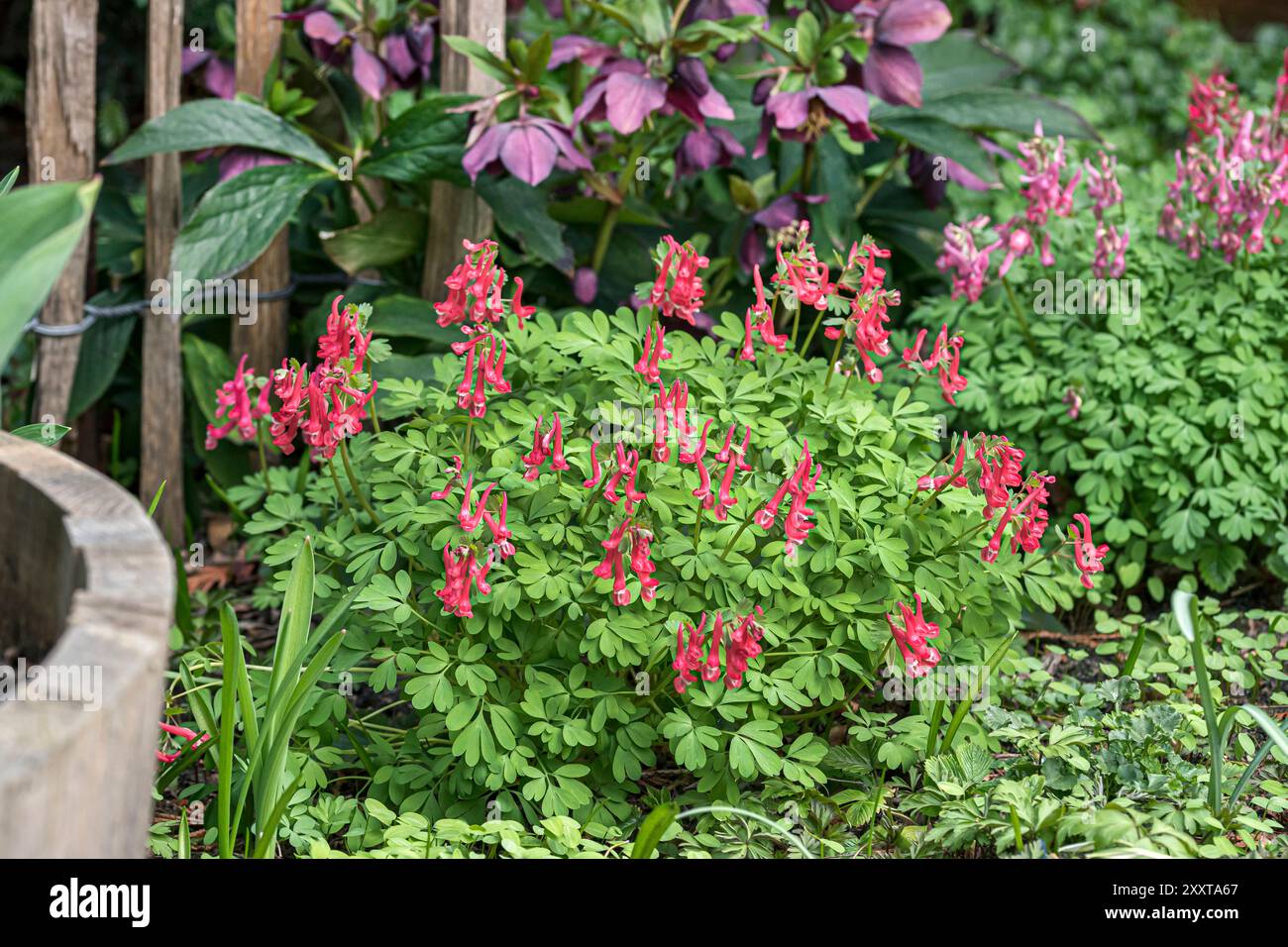 Solid-tubered corydalis, Bird in a Bush, Fumewort (Corydalis solida ...