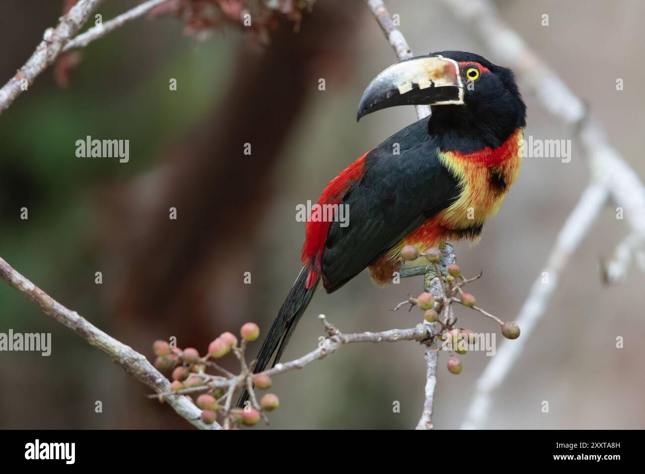 collared aracari (Pteroglossus torquatus), sitting on a branch in ...
