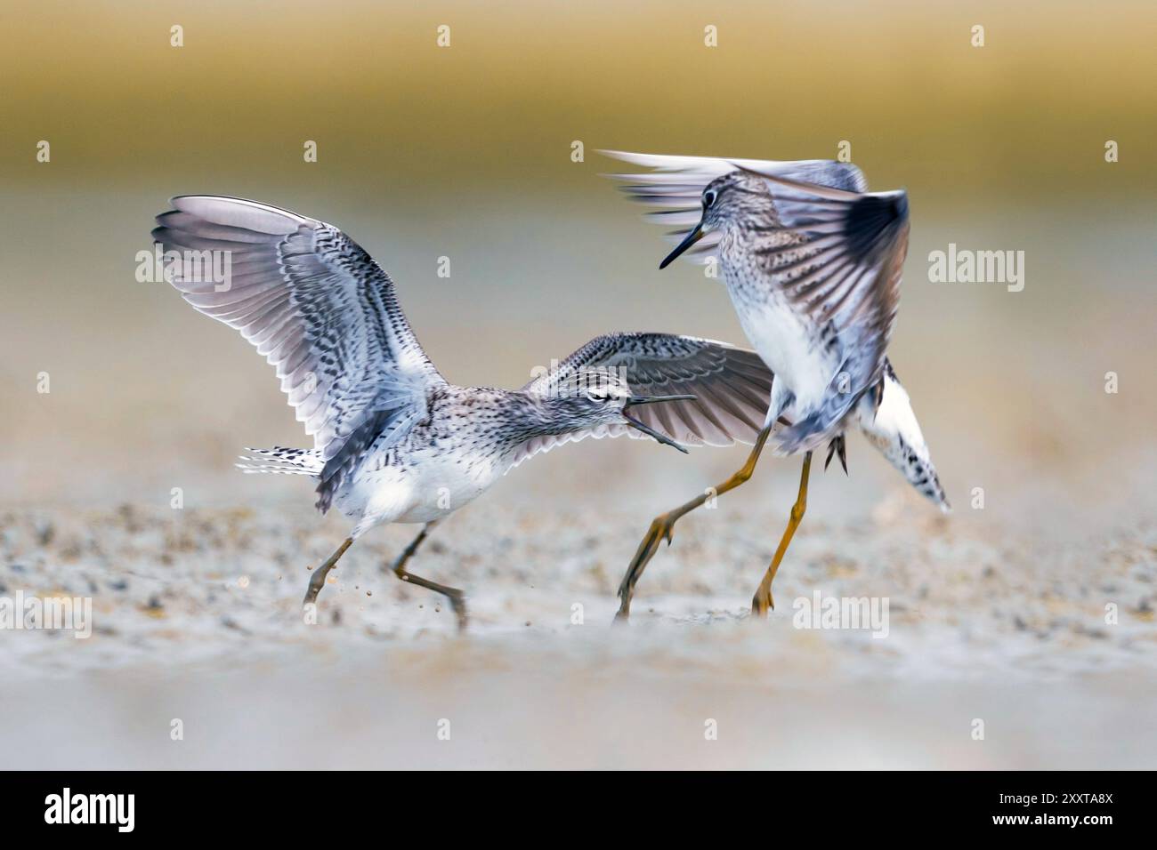 wood sandpiper (Tringa glareola), two wood sandpipers fighting in the ...