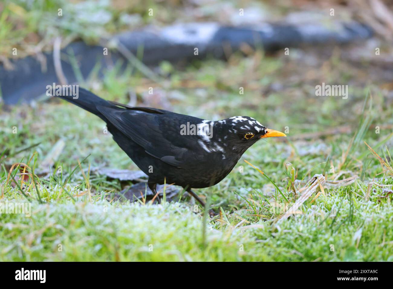 Partially albino blackbird hi-res stock photography and images - Alamy