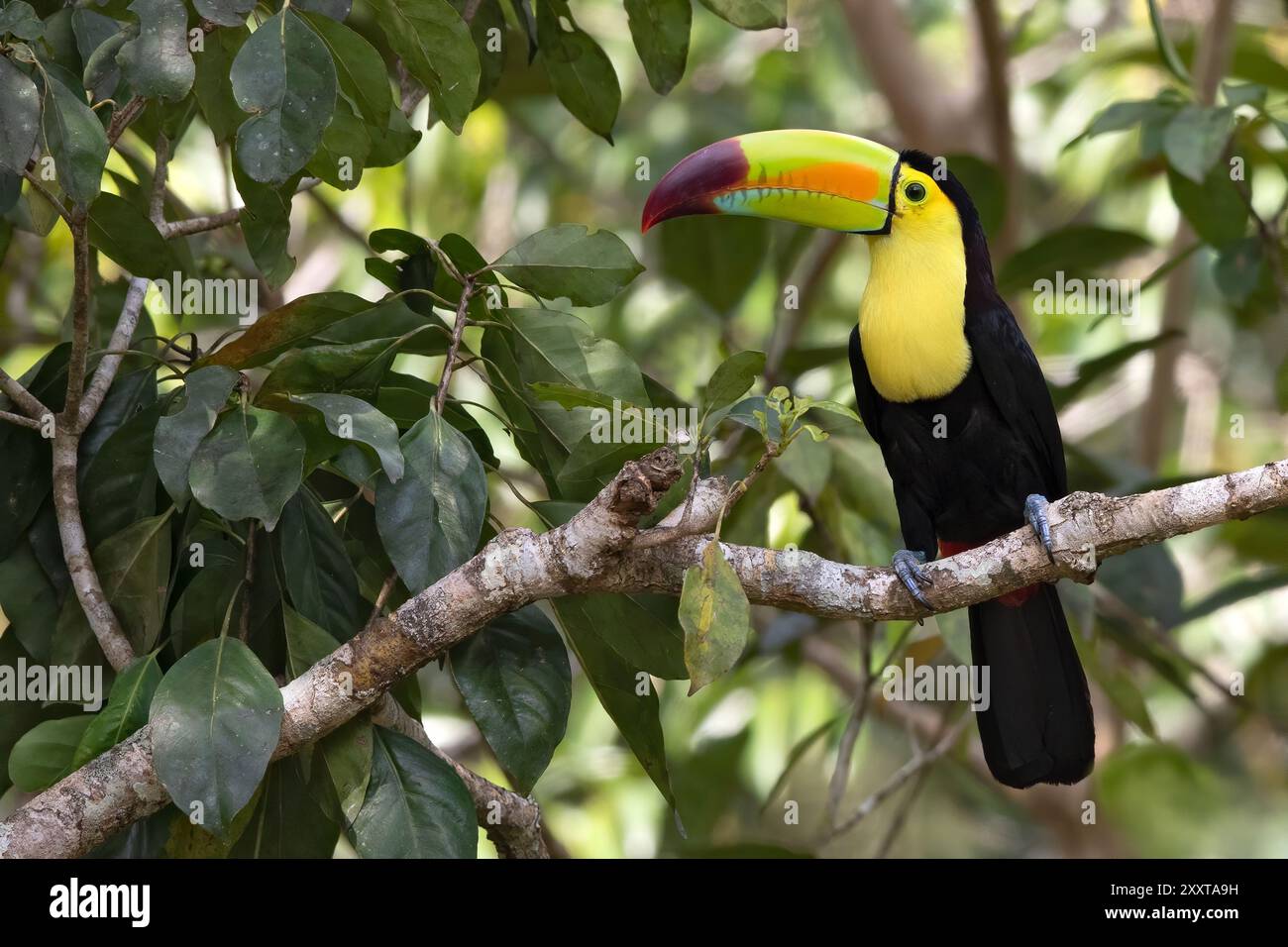 Keel-billed toucan, Sulfur-breasted toucan, Keel toucan, Rainbow-billed ...