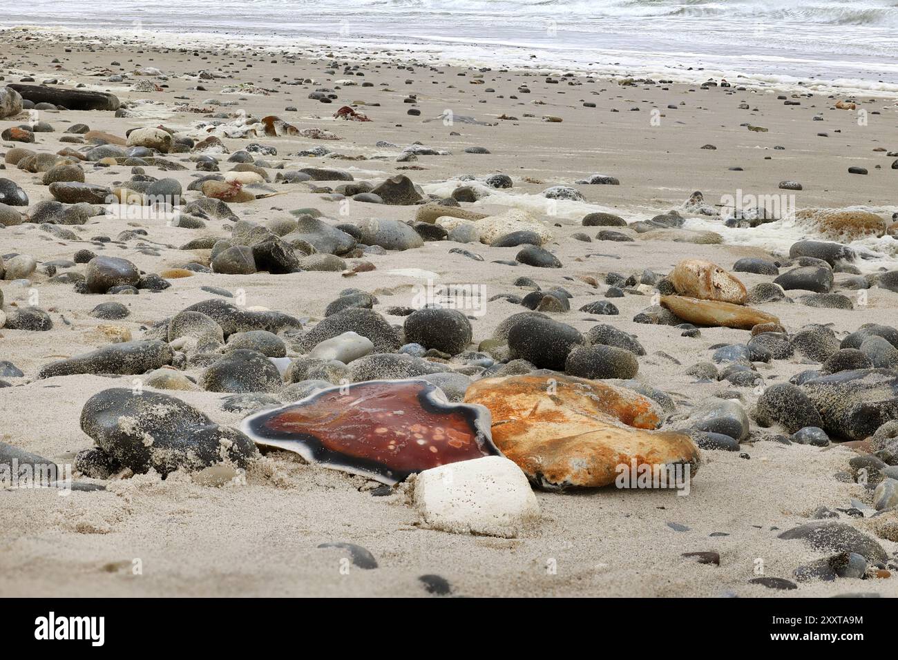 red flint on the North Sea beach, Germany, Schleswig-Holstein ...