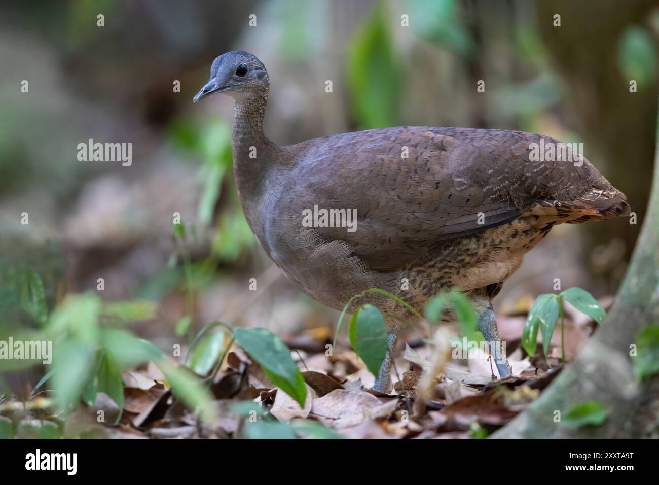 great tinamou (Tinamus major), sits on the ground in the rainforest ...