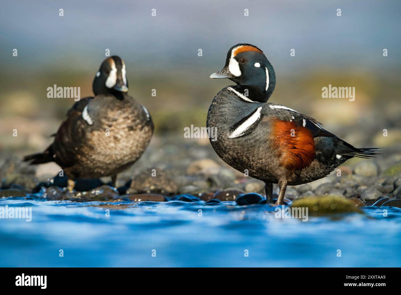 harlequin duck (Histrionicus histrionicus), Adult and immature male ...