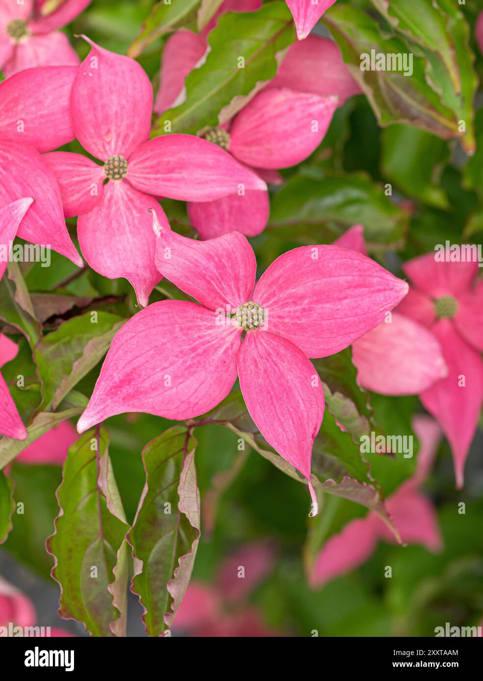 kousa dogwood, Japanese Dogwood (Cornus kousa 'Scarlet Fire', Cornus ...