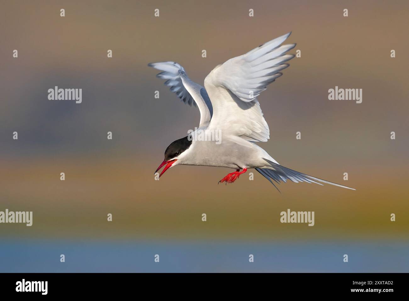 arctic tern (Sterna paradisaea), flying, side view, Iceland, Vesturland ...