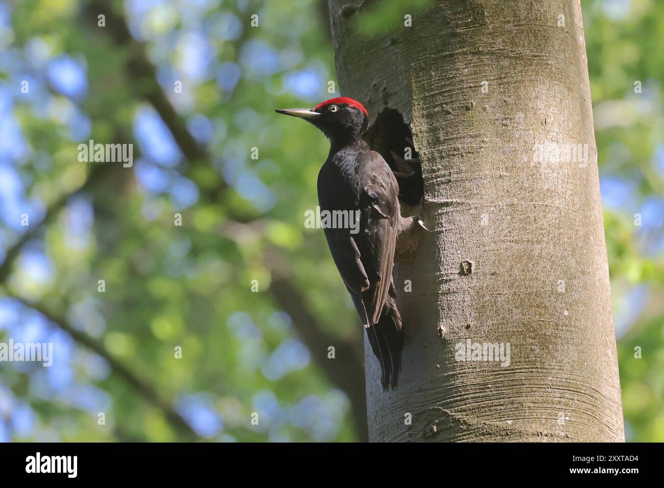 black woodpecker (Dryocopus martius), male at the nesting hole with ...