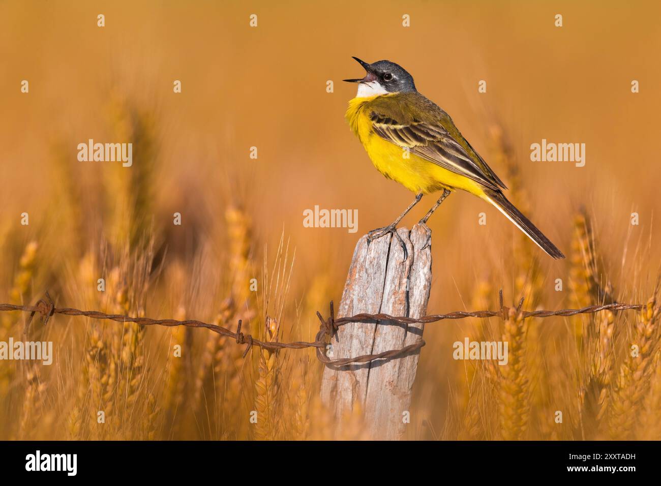 Ashy-headed Wagtail, Yellow wagtail (Motacilla flava cinereocapilla ...