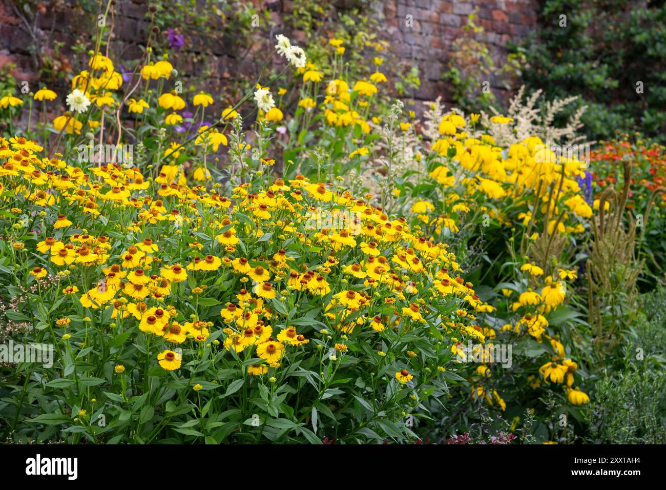 Yellow perennial tall flower hi-res stock photography and images - Alamy