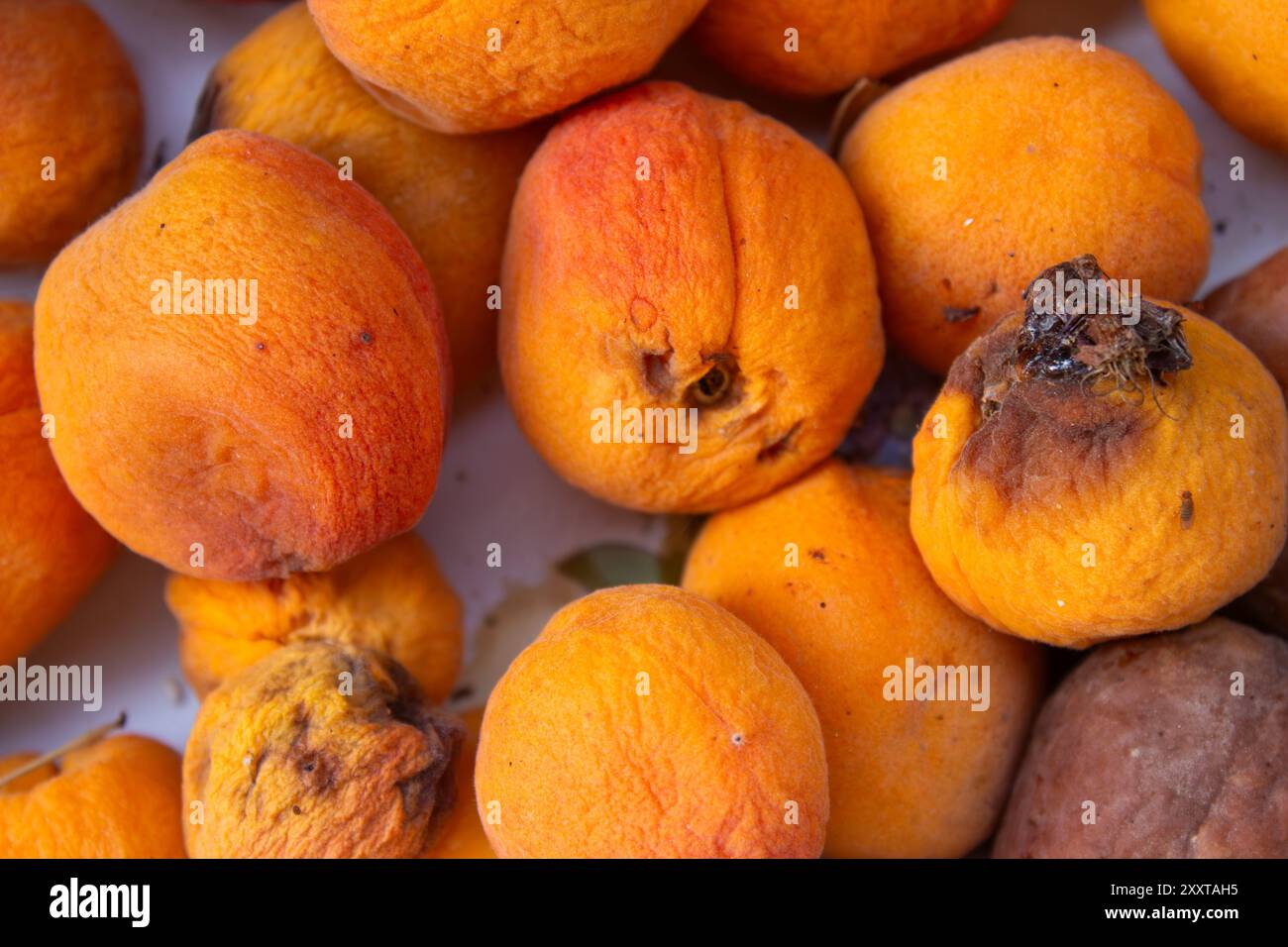 Closeup of moldy and rotten apricots Stock Photo - Alamy