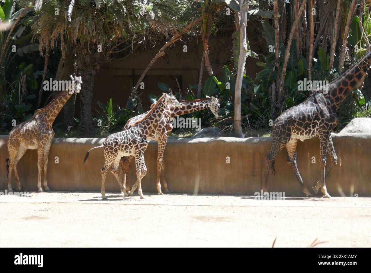 Los Angeles, California, USA 22nd August 2024 Maasai Giraffes, Masai ...