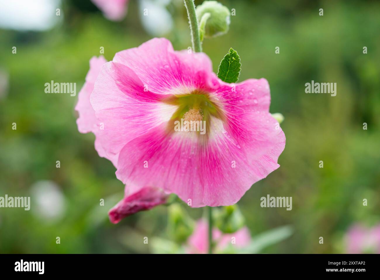 Pale pink form of Hollyhock, a tall perennial plant associated with ...