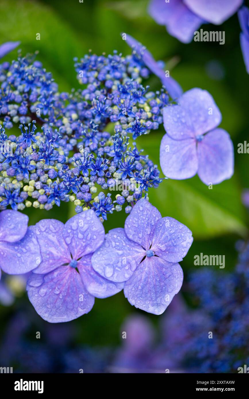 Lace cap hydrangea hi-res stock photography and images - Alamy