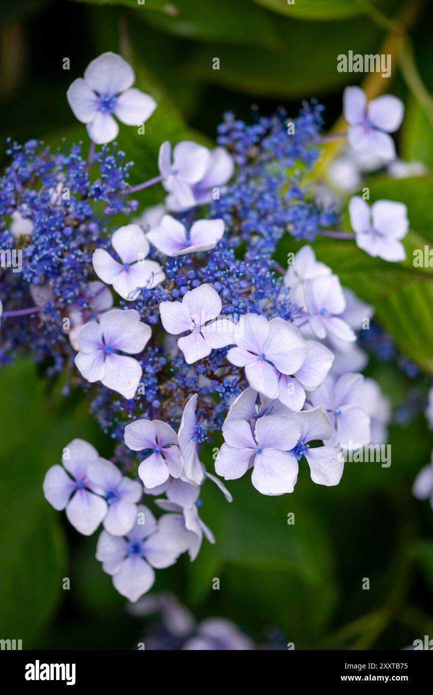 Lace cap hydrangea hi-res stock photography and images - Alamy