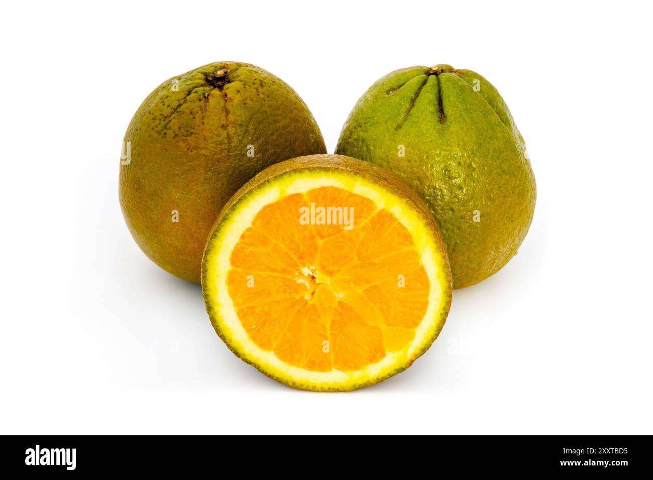 Navel Orange (Citrus × sinensis) var Chocolate on a white background ...
