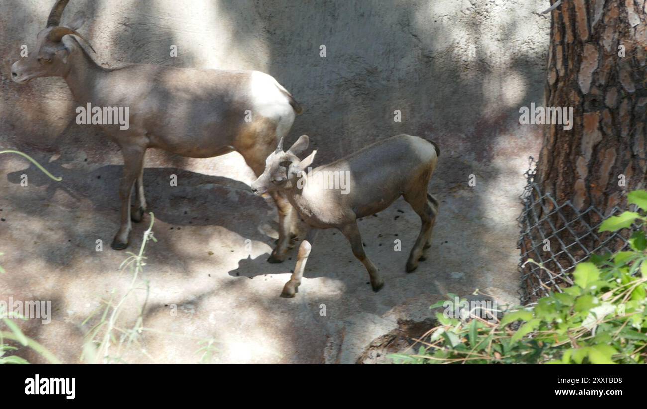 Los Angeles, California, USA 22nd August 2024 Desert Bighorn Sheep at ...