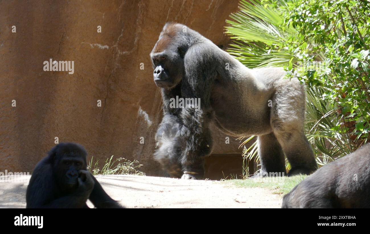 Los Angeles, California, USA 22nd August 2024 Western Lowland Gorillas at LA Zoo on August 22 ...