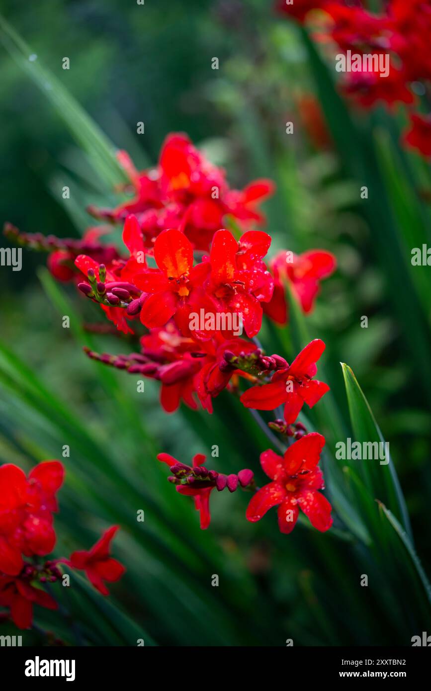 Deep red variety of Crocosmia flowering in late summer. A herbaceous ...