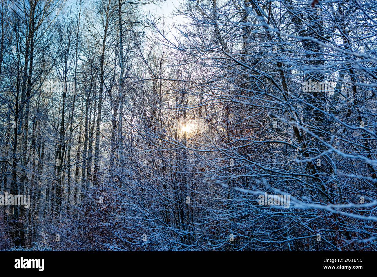 Sun shining through winter in forest in Scania, south Sweden Stock ...