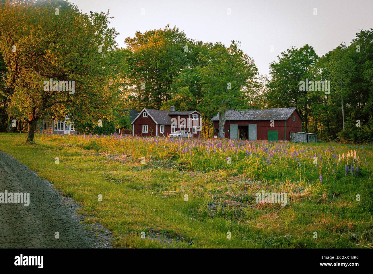 Summer house by country road in Scania, Sweden Stock Photo - Alamy