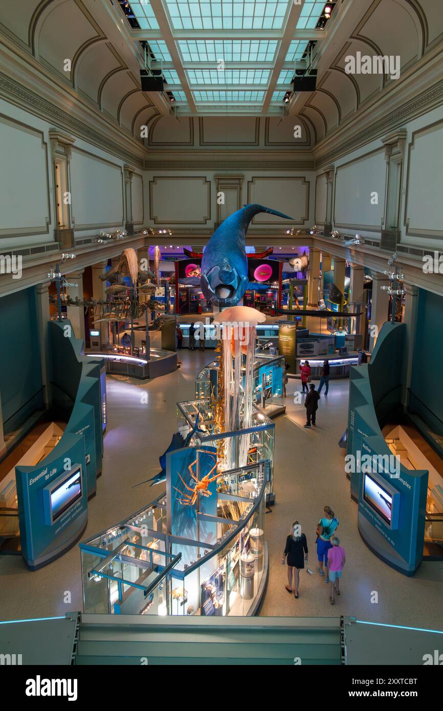 The main hall of the Smithsonian National Museum of Natural History ...