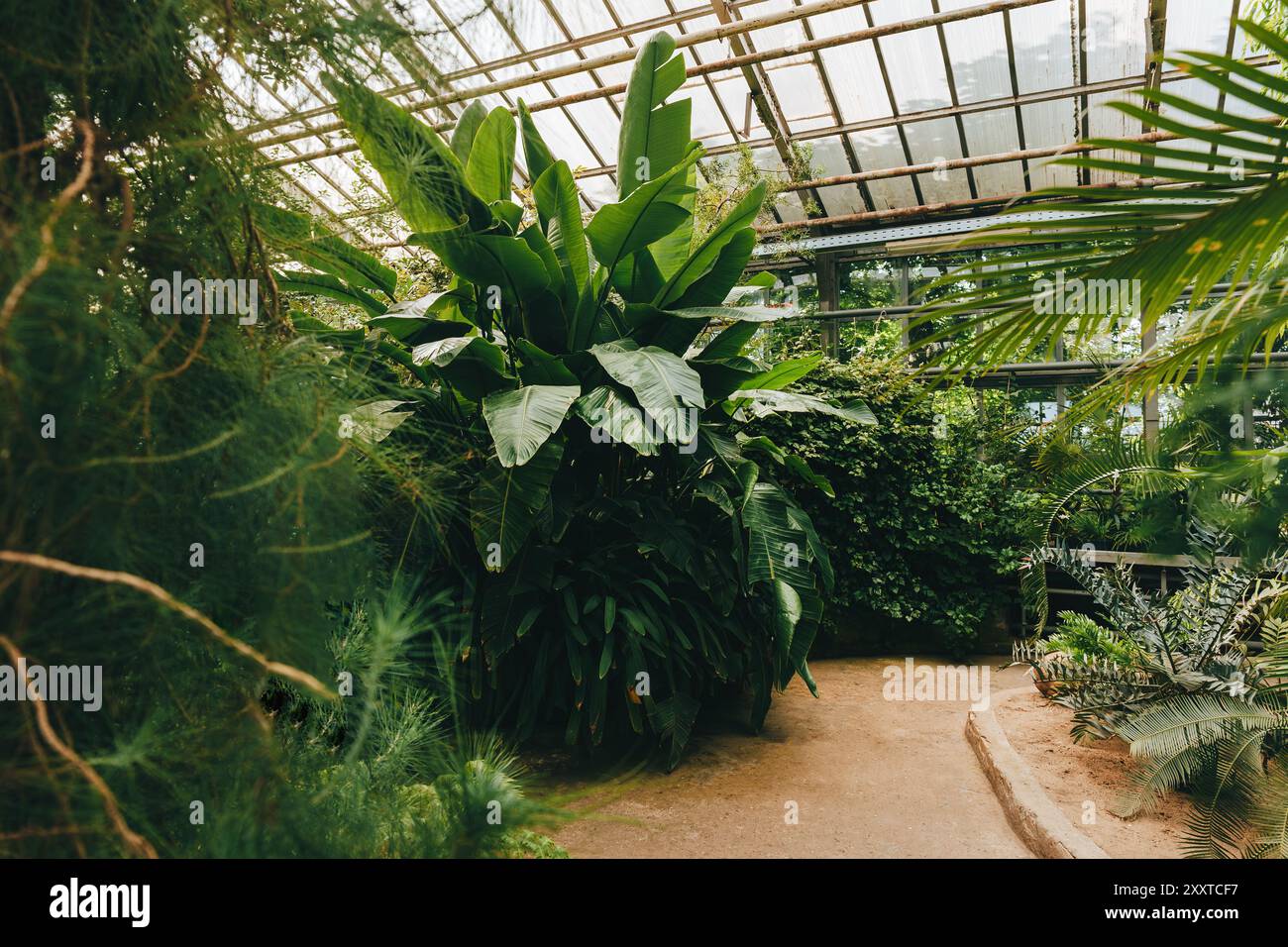 Dense tropical plants thrive under natural light in a greenhouse ...