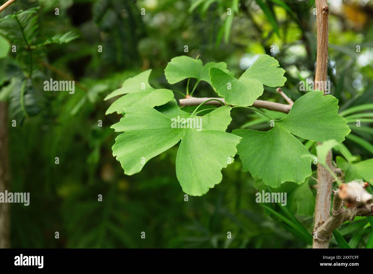 Fresh Ginkgo Biloba leaves on a branch, texture and shape against a ...