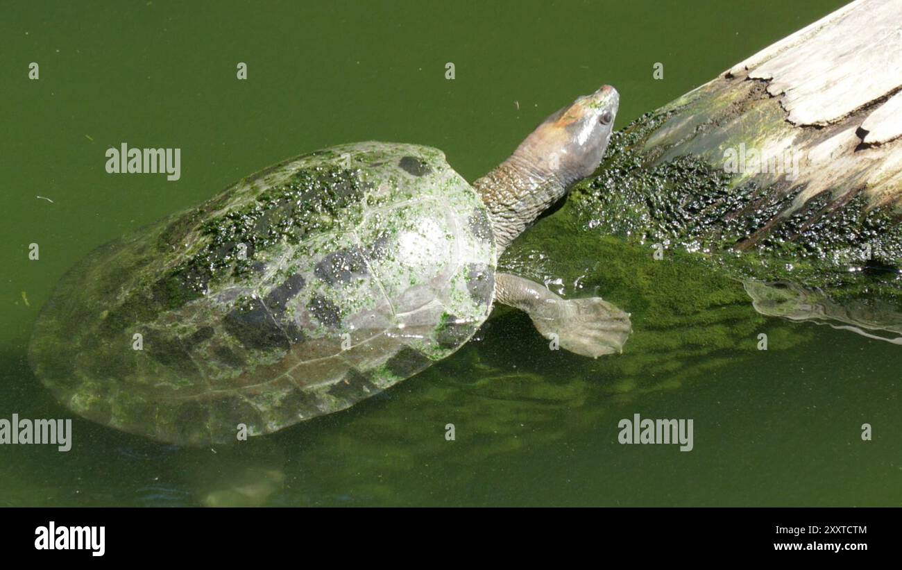 Terrapin Attack Cve-2024-48795: All You Need To Know – UYOIM