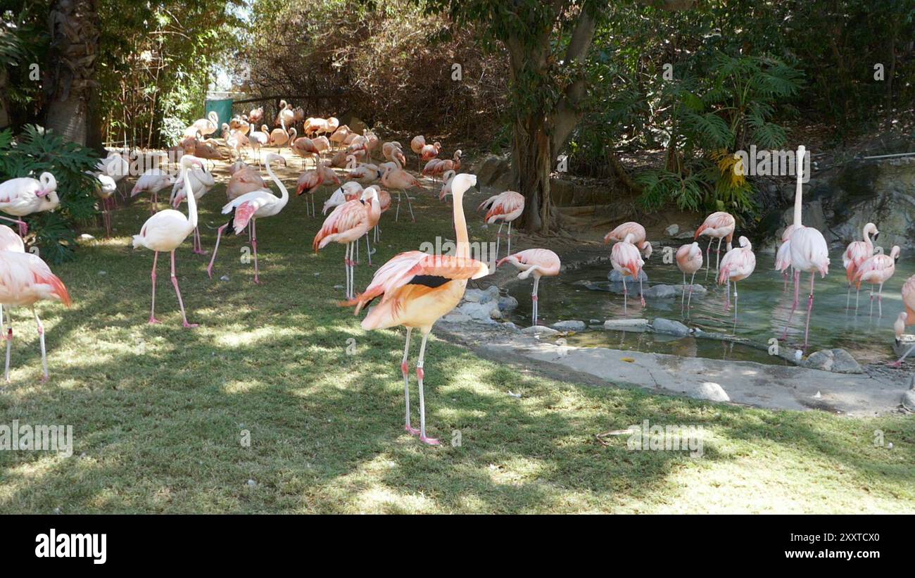 Los Angeles, California, USA 22nd August 2024 Flamingos at LA Zoo on ...