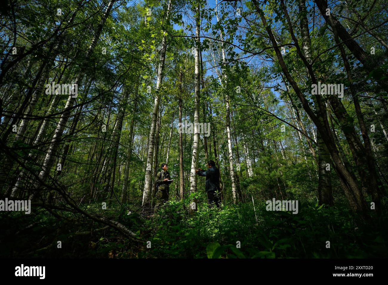 May chang tree hi-res stock photography and images - Alamy