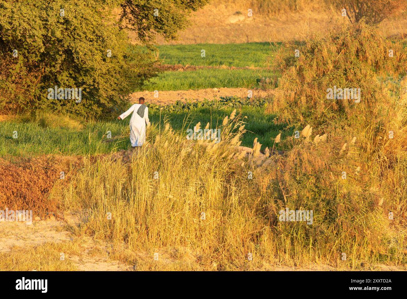 A traditional Egyptian shepherd finds solace among his flock ...