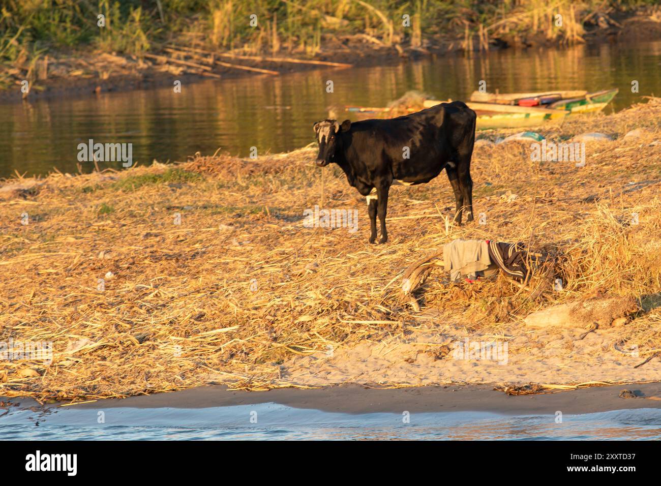 A lone cow grazes peacefully on the fertile banks of the Nile River, a ...
