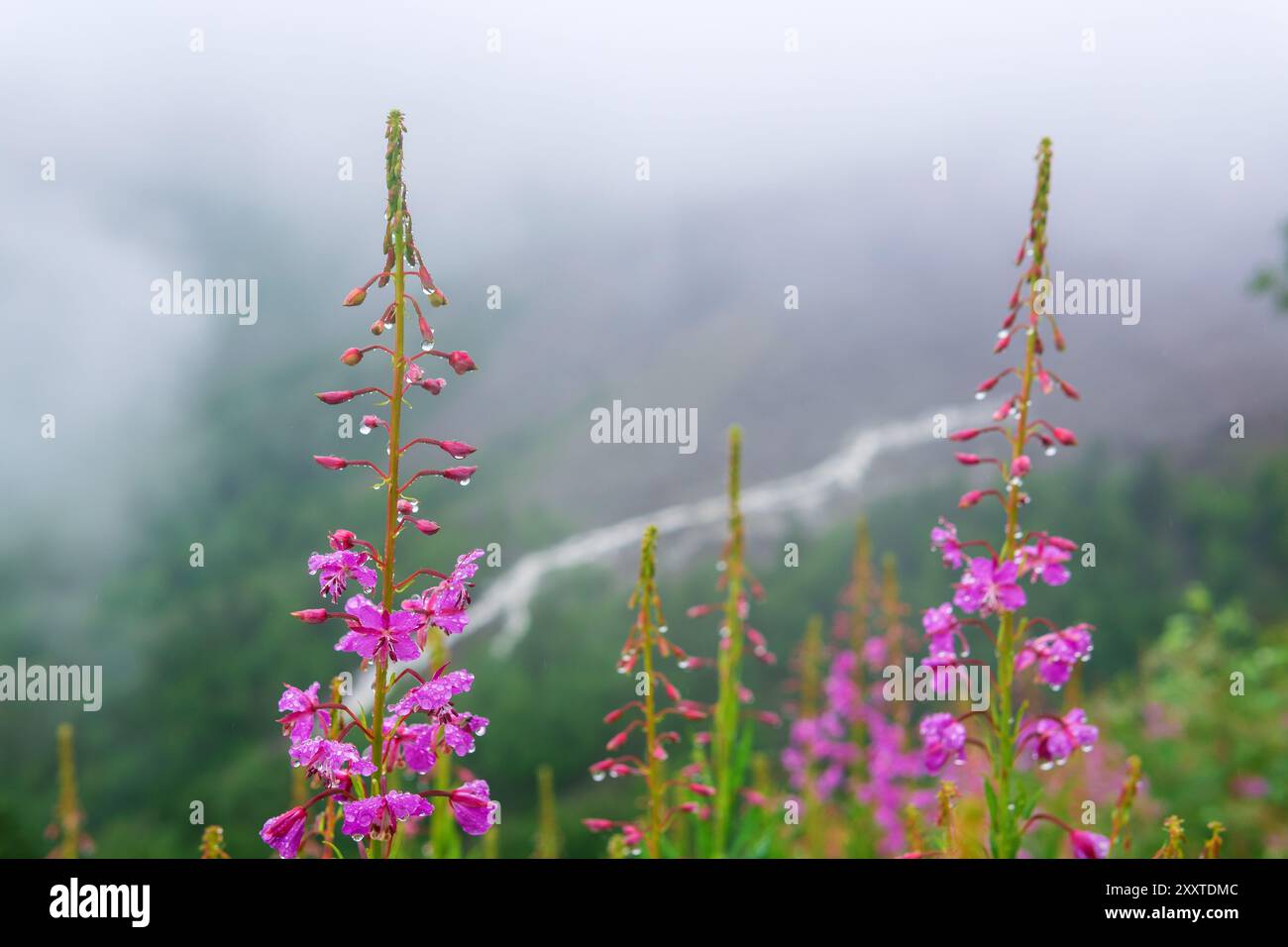 fireweed on a mountain slope inside a cloud Stock Photo - Alamy