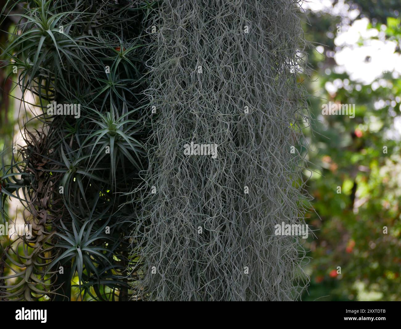 A huge Tillandsia usneoides hanging Epiphytic Spanish moss in a ...