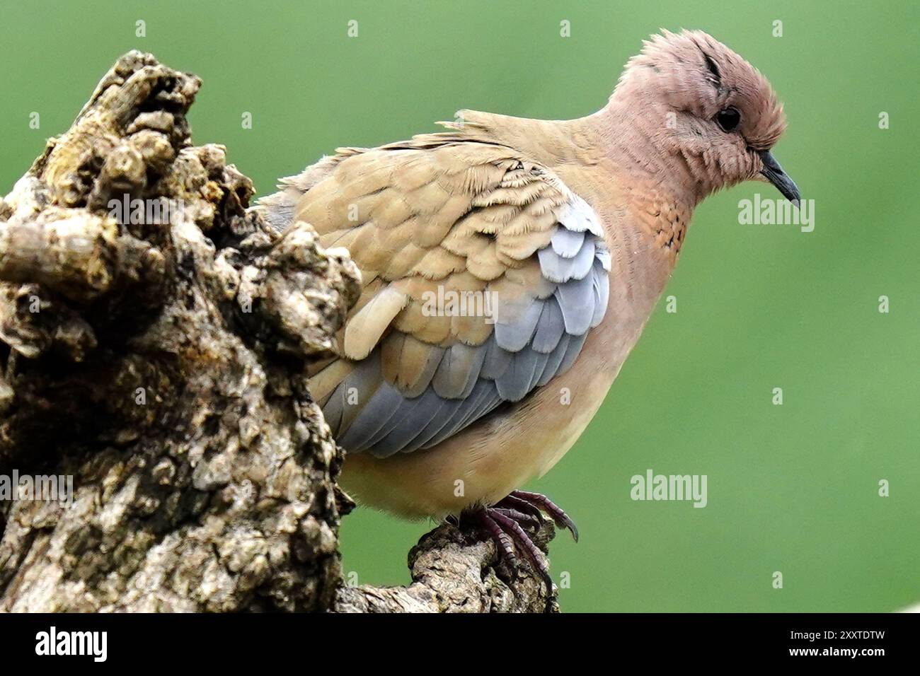 Ajmer, India. 25th Aug, 2024. A Laughing dove stand on a branch after the heavy monsoon rain in ...
