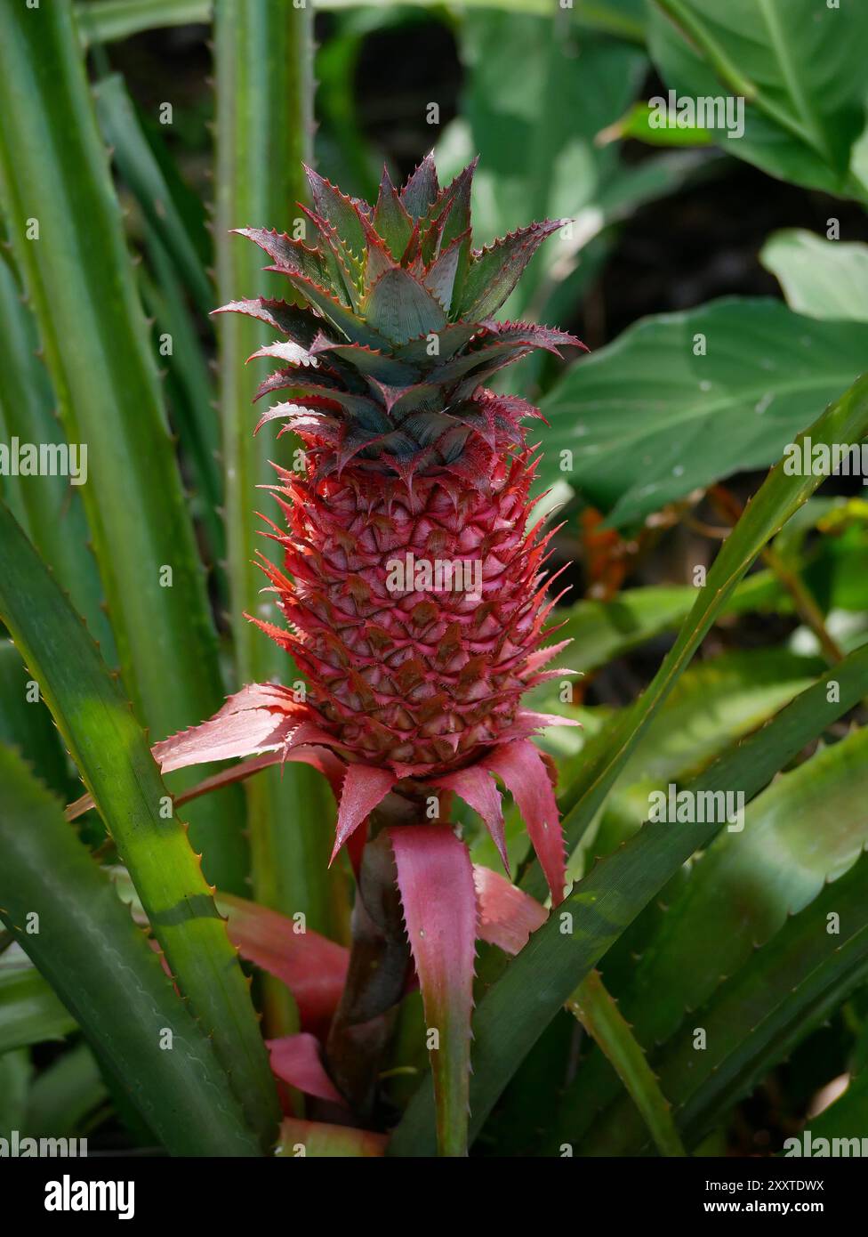 Close-up of growing pineapple fruit in a botanical garden in Puerto de ...