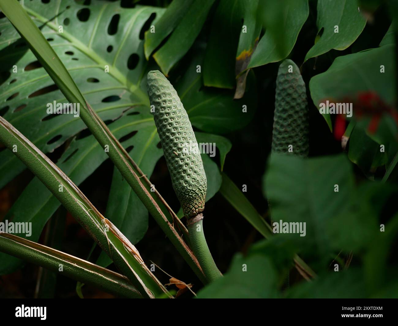 Monstera deliciosa fruit. Green natural background, wallpaper. Tropical ...