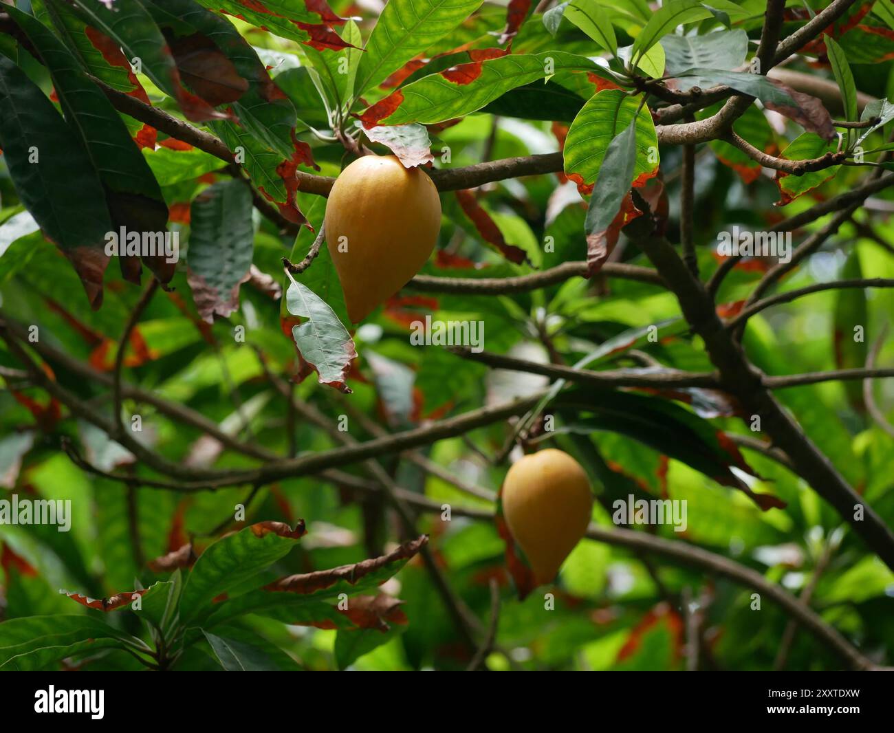 Pouteria campechiana tropical fruits growing on a tree. Leaves are ...