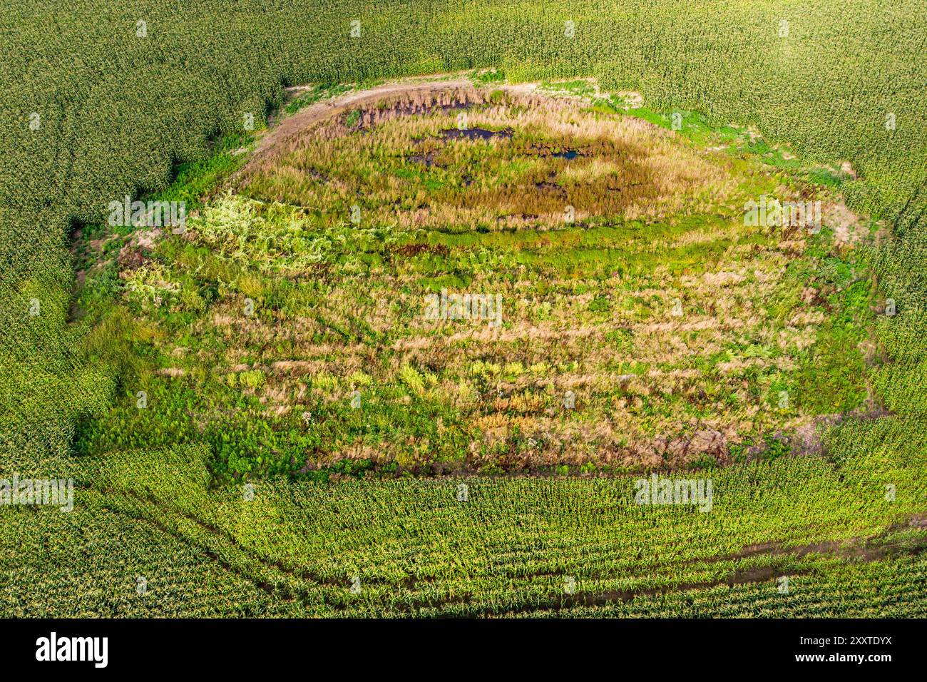 Swampy field hi-res stock photography and images - Alamy