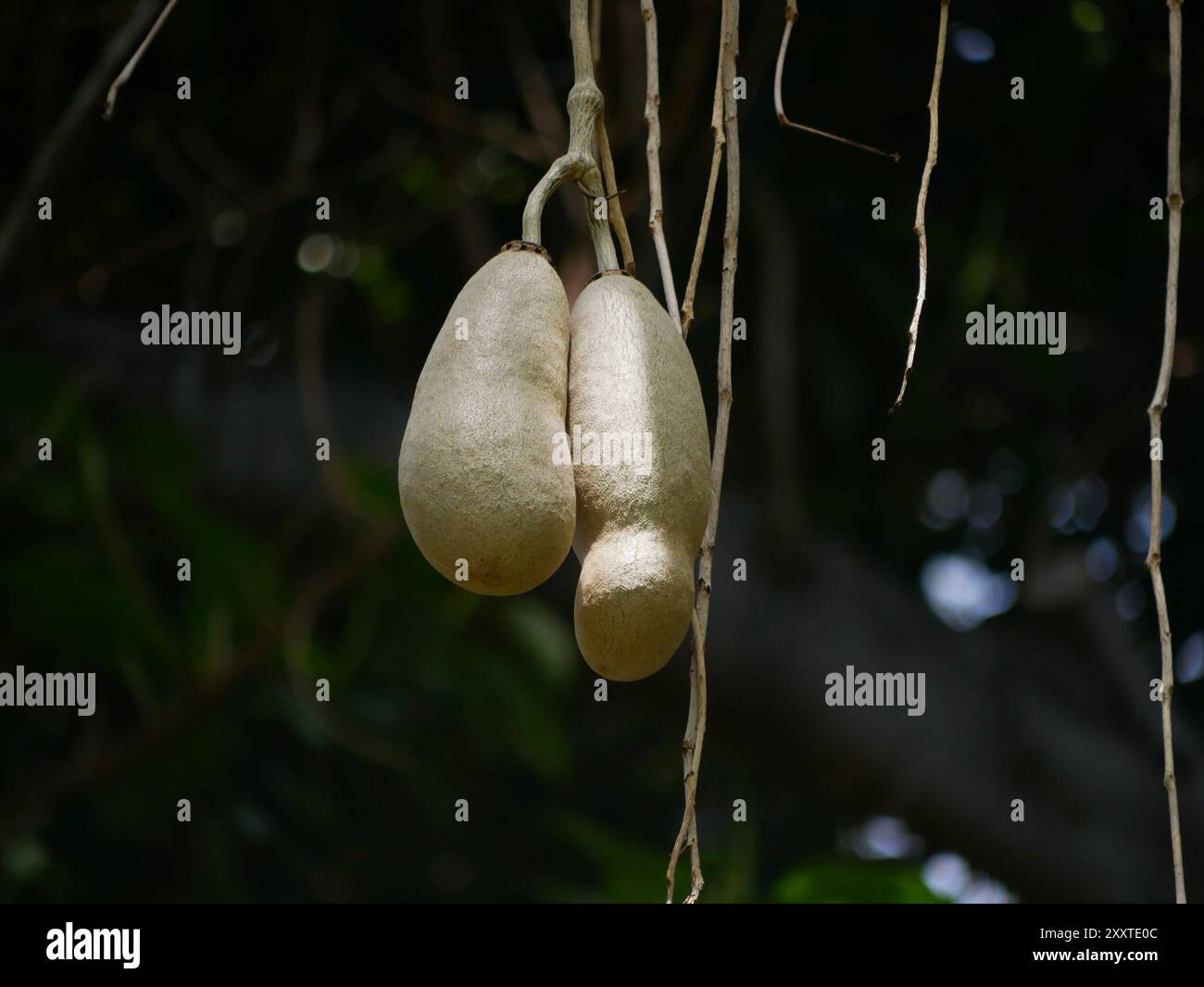 Fruits kigelia sausage tree hi-res stock photography and images - Alamy